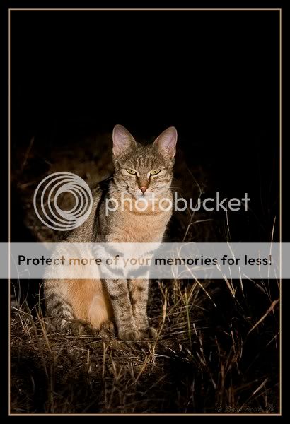 African Wildcat/ groukat/wildekat - JARACAL