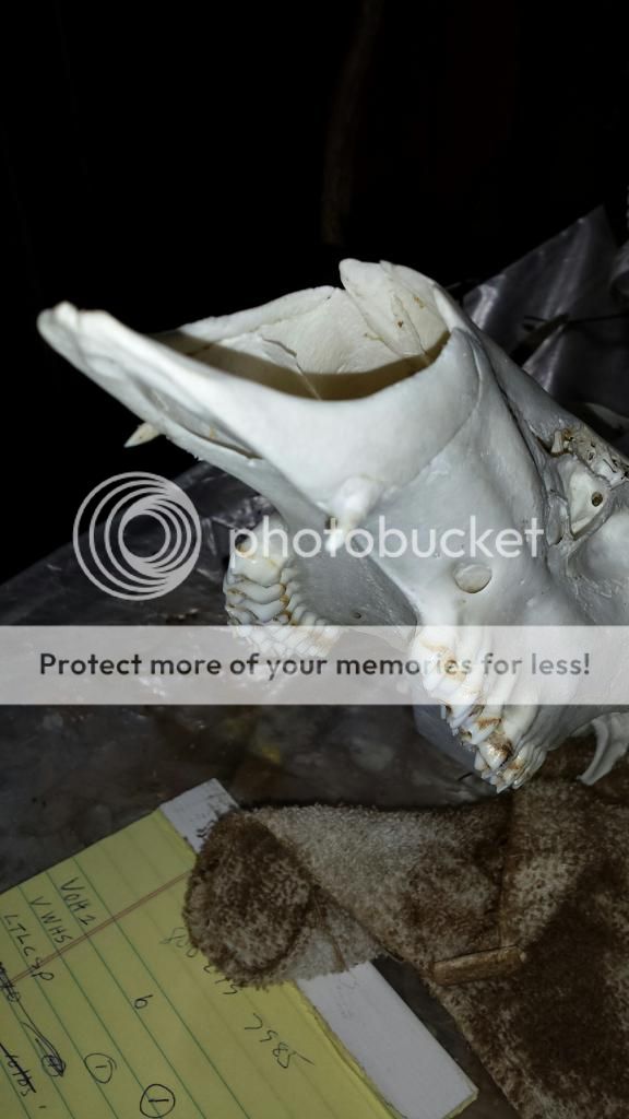 Vampire Buck | The HuntingPA.com Outdoor Community