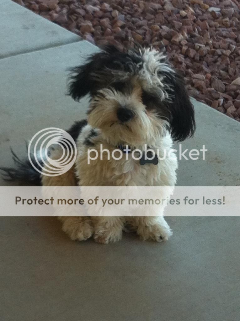 Dog/Pet carrier | Can-Am ATV Forum